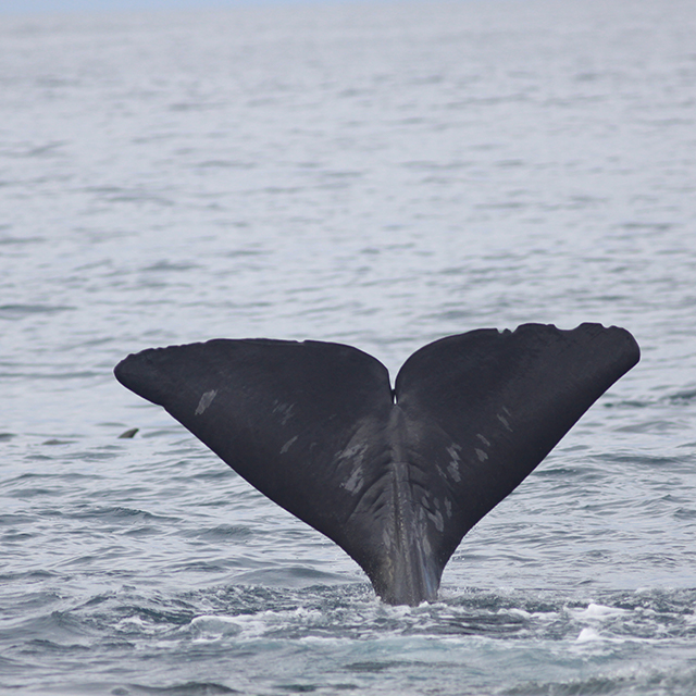 Het verborgen leven van de potvis - NRC