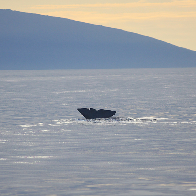 Het verborgen leven van de potvis - NRC