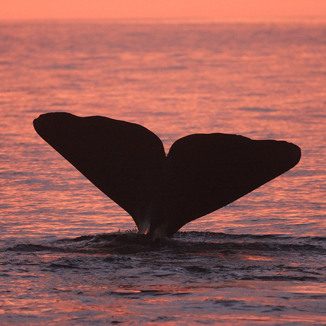 Het verborgen leven van de potvis - NRC