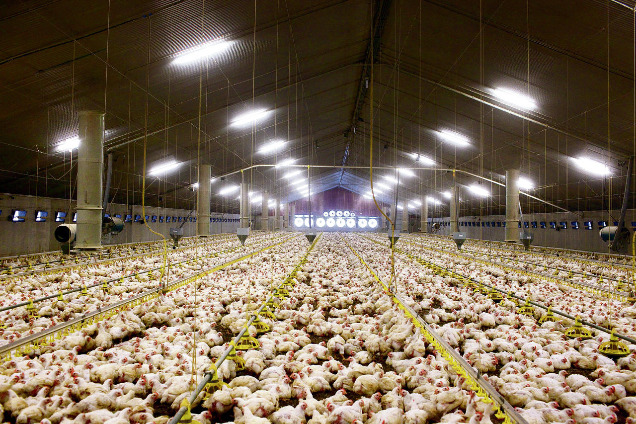 (Ruim) 18x deze kippenstal - nrc.next